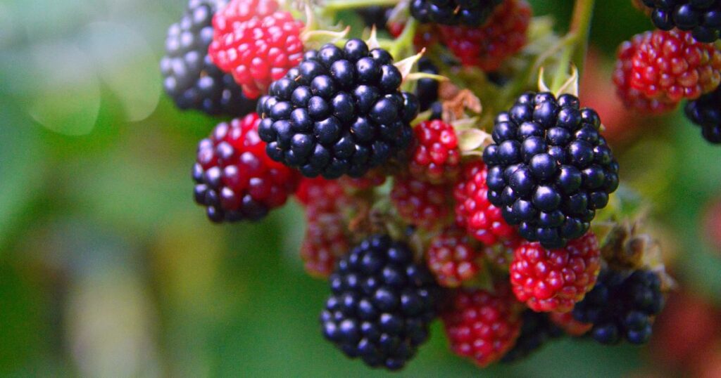 Fruta com A: Veja as Principais Frutas com a Letra A, seus Benefícios e ...