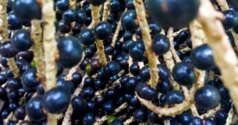 Fruta com A: Veja as Principais Frutas com a Letra A, seus Benefícios e ...