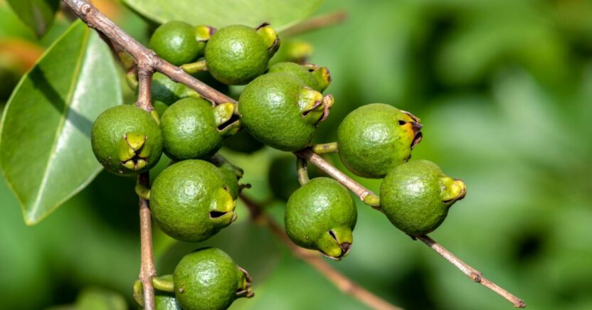 Fruta com A: Veja as Principais Frutas com a Letra A, seus Benefícios e ...